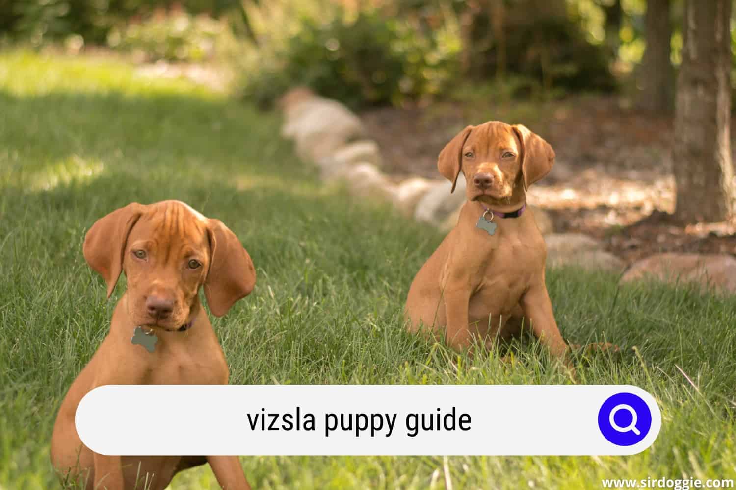 The Complete Guide to Training Your Vizsla Puppy - SirDoggie.com