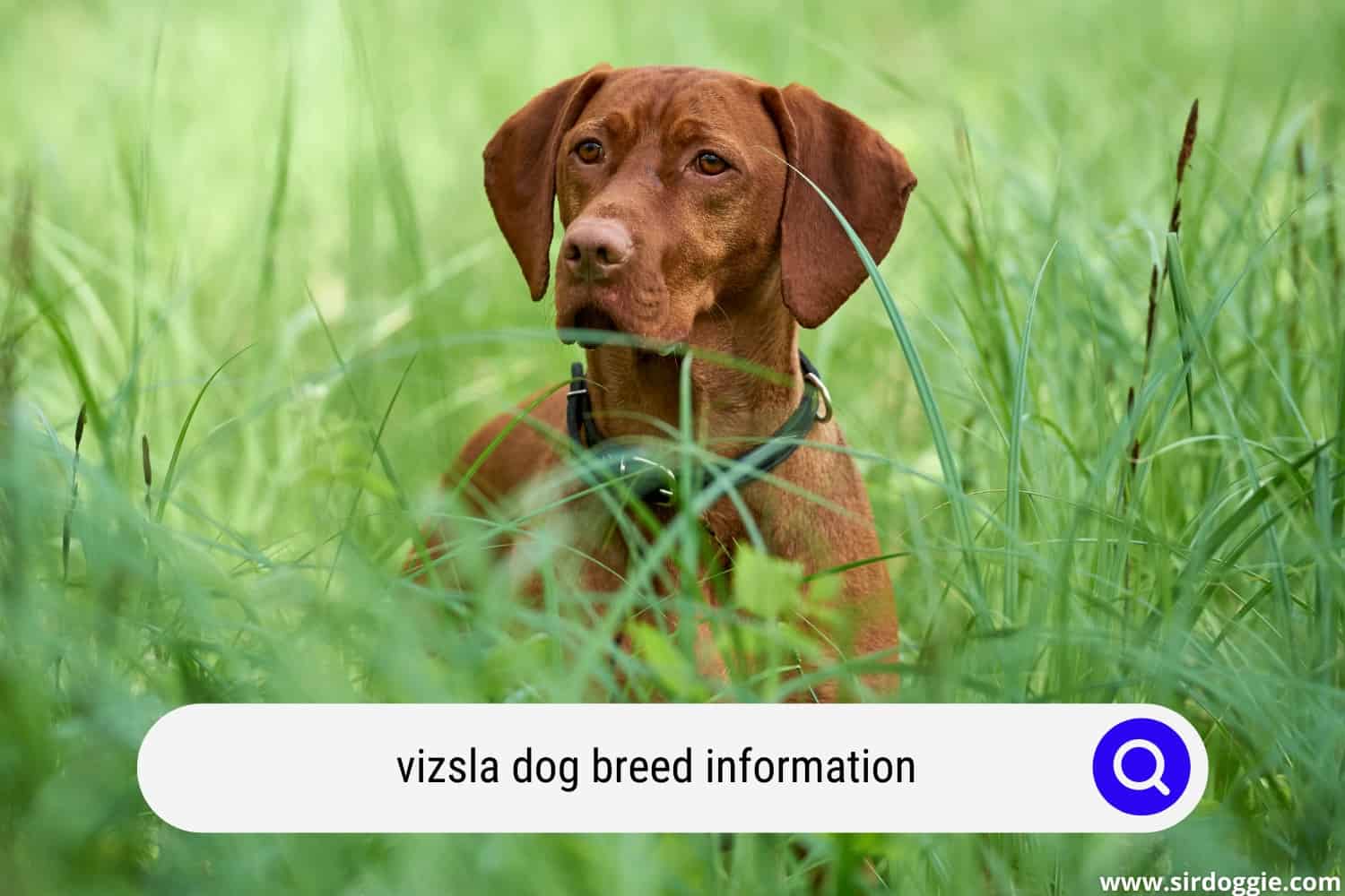 Vizsla Dog Breed Information, Pictures, and Facts - SirDoggie.com
