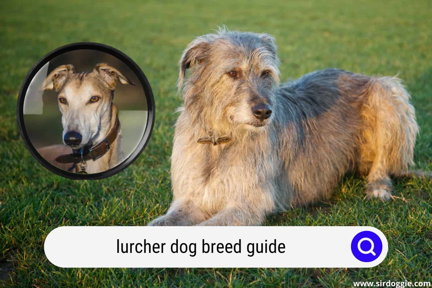 Lurcher Dog Breed Guide - SirDoggie.com