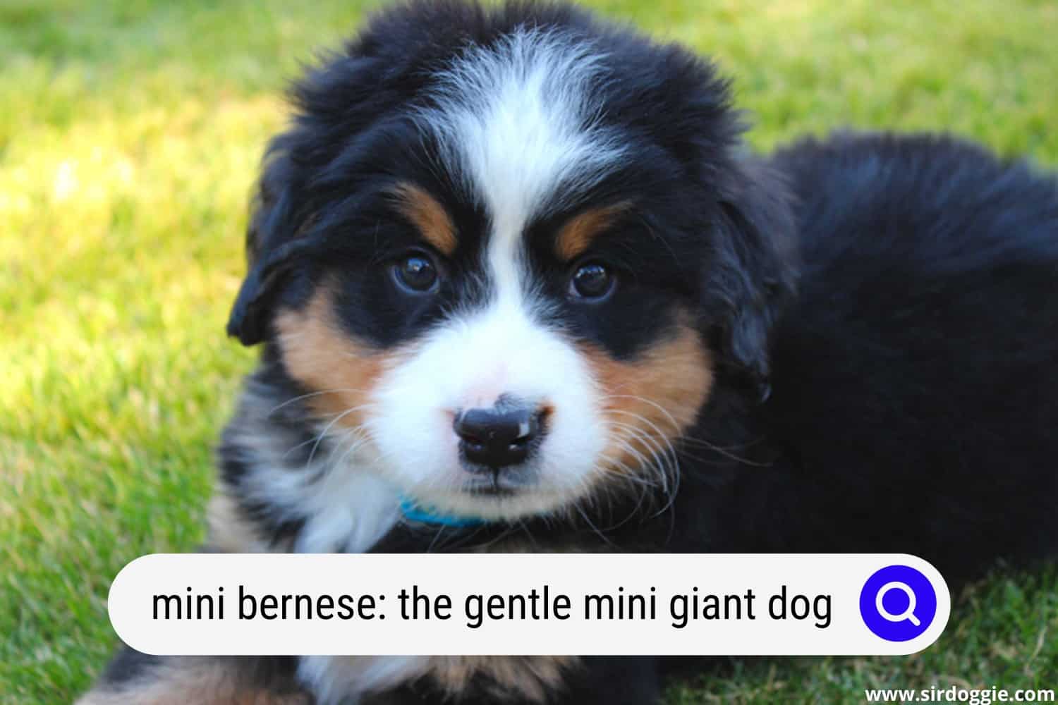Mini Bernese Mountain Dog | The Gentle "Mini" Giant - SirDoggie.com