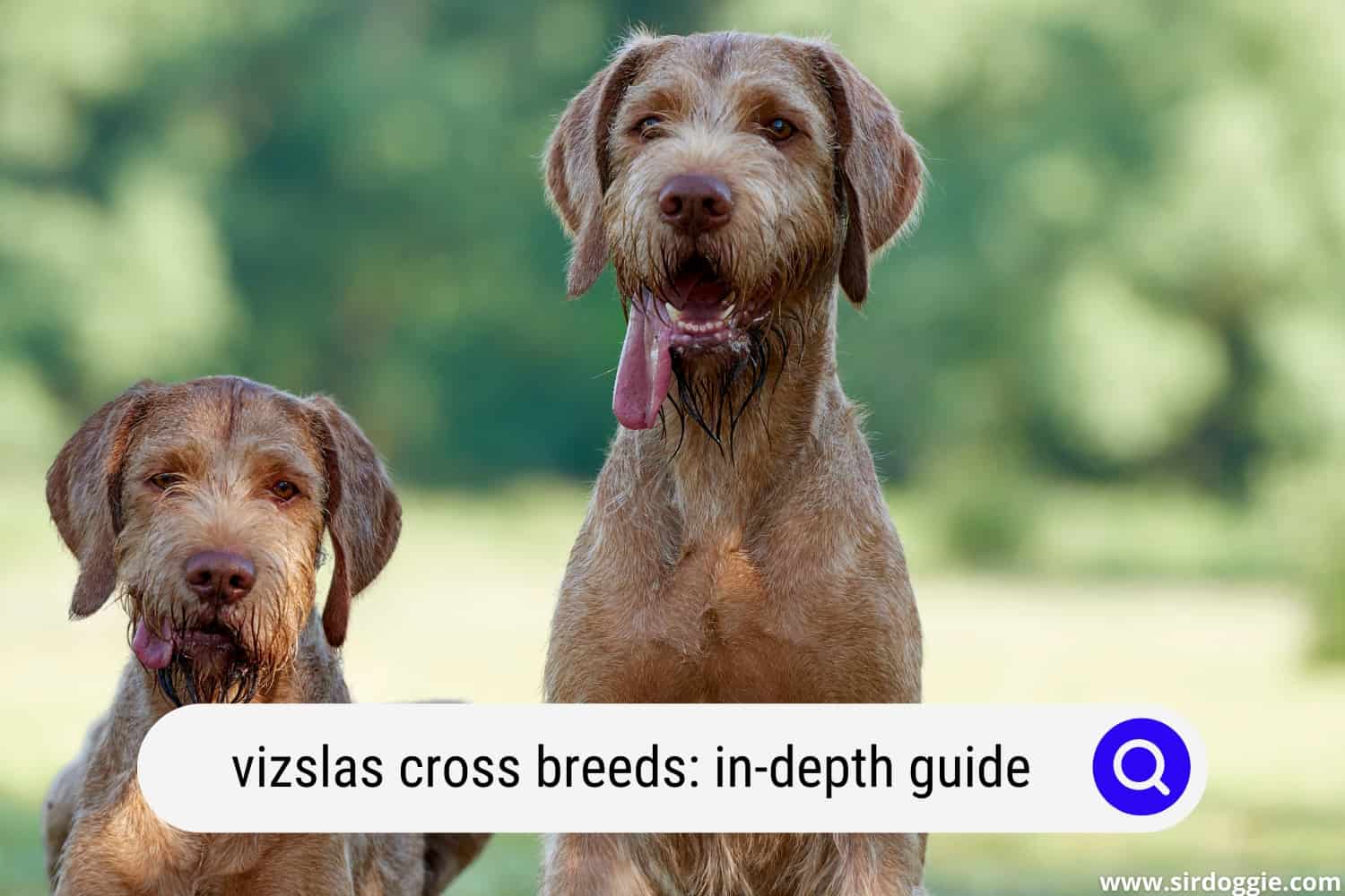 Vizslas Cross Breeds: In-depth Guide - SirDoggie.com
