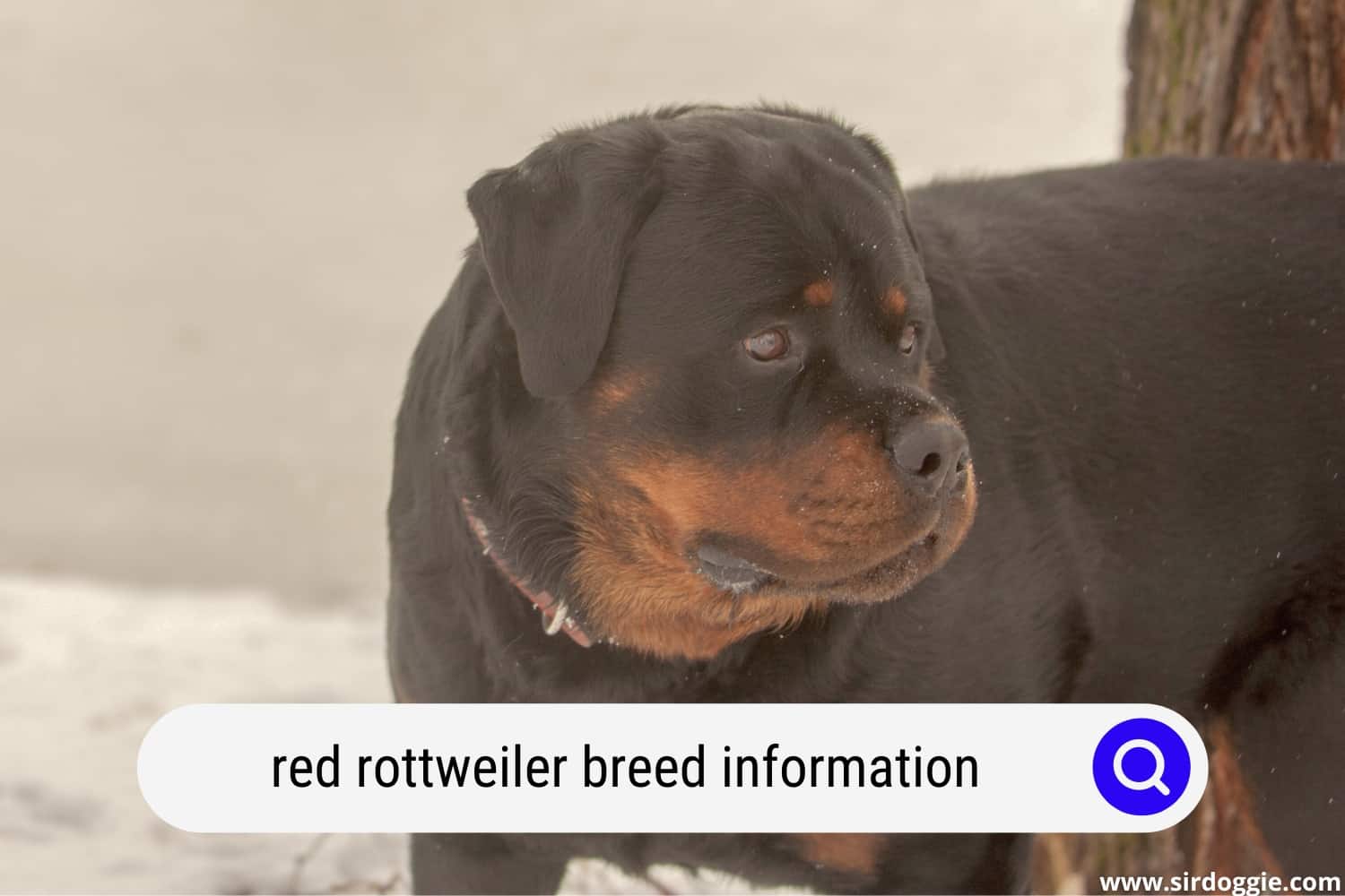 The Red Rottweiler, Do They Actually Exist? - SirDoggie.com