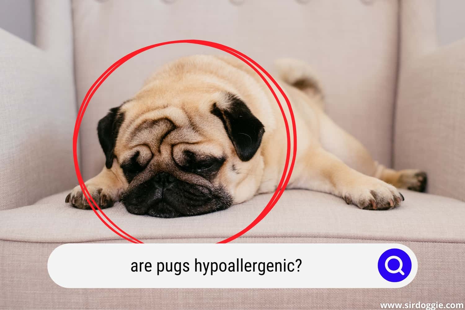 Are Pugs Hypoallergenic? Pugs and Allergies Guide - SirDoggie.com