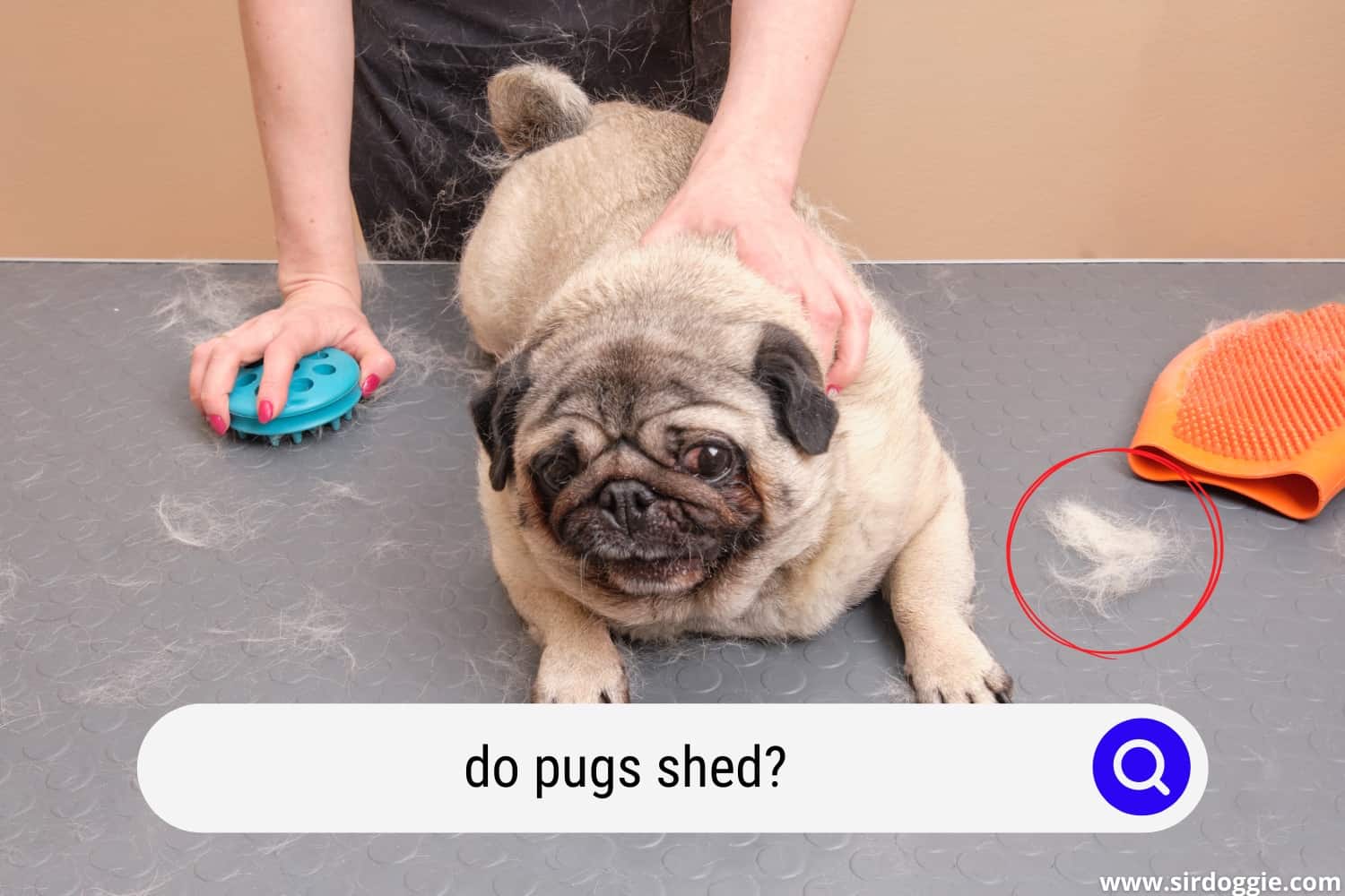 Do Pugs Shed? - SirDoggie.com