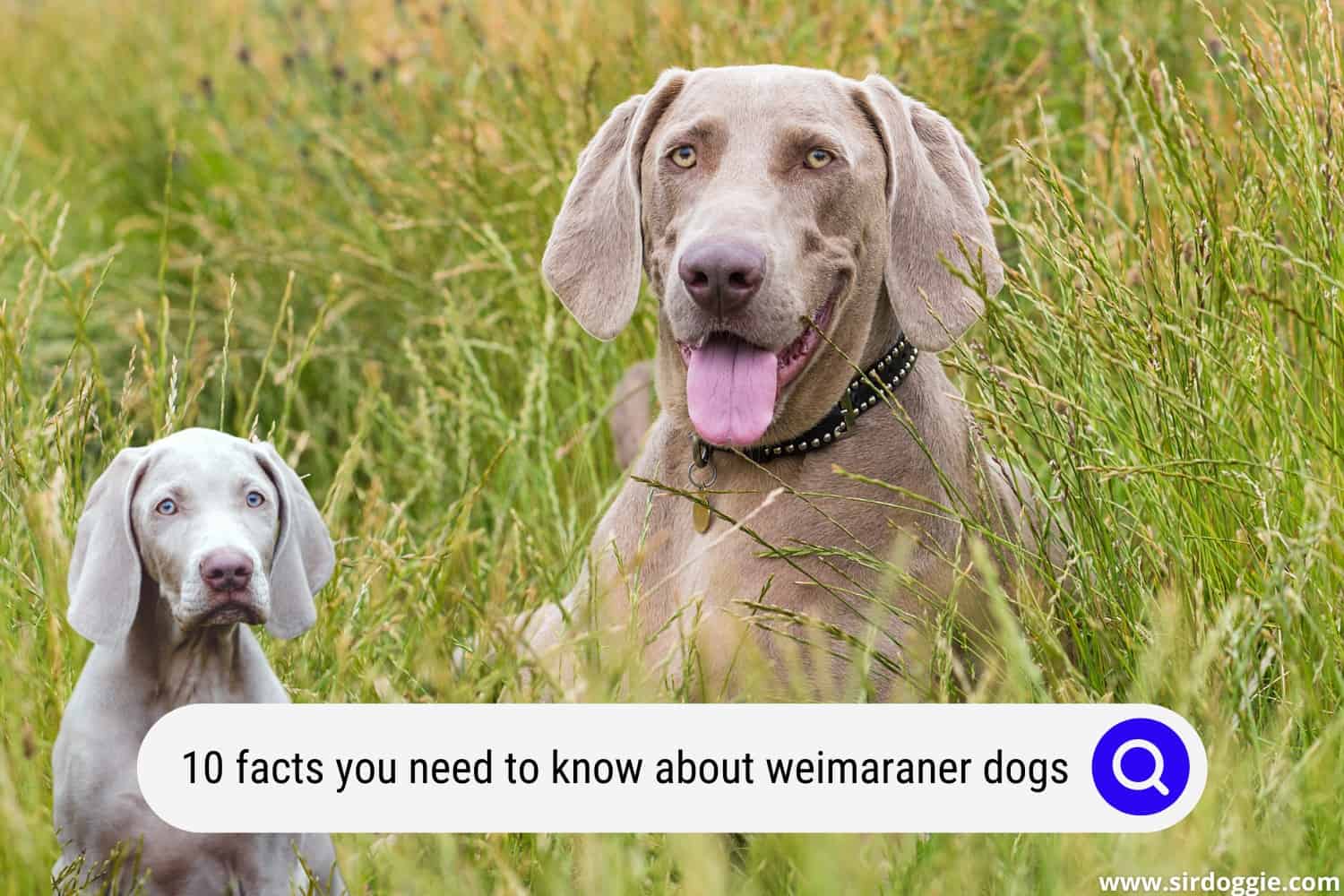 10 Facts You Need to Know About Weimaraner Dogs - SirDoggie.com