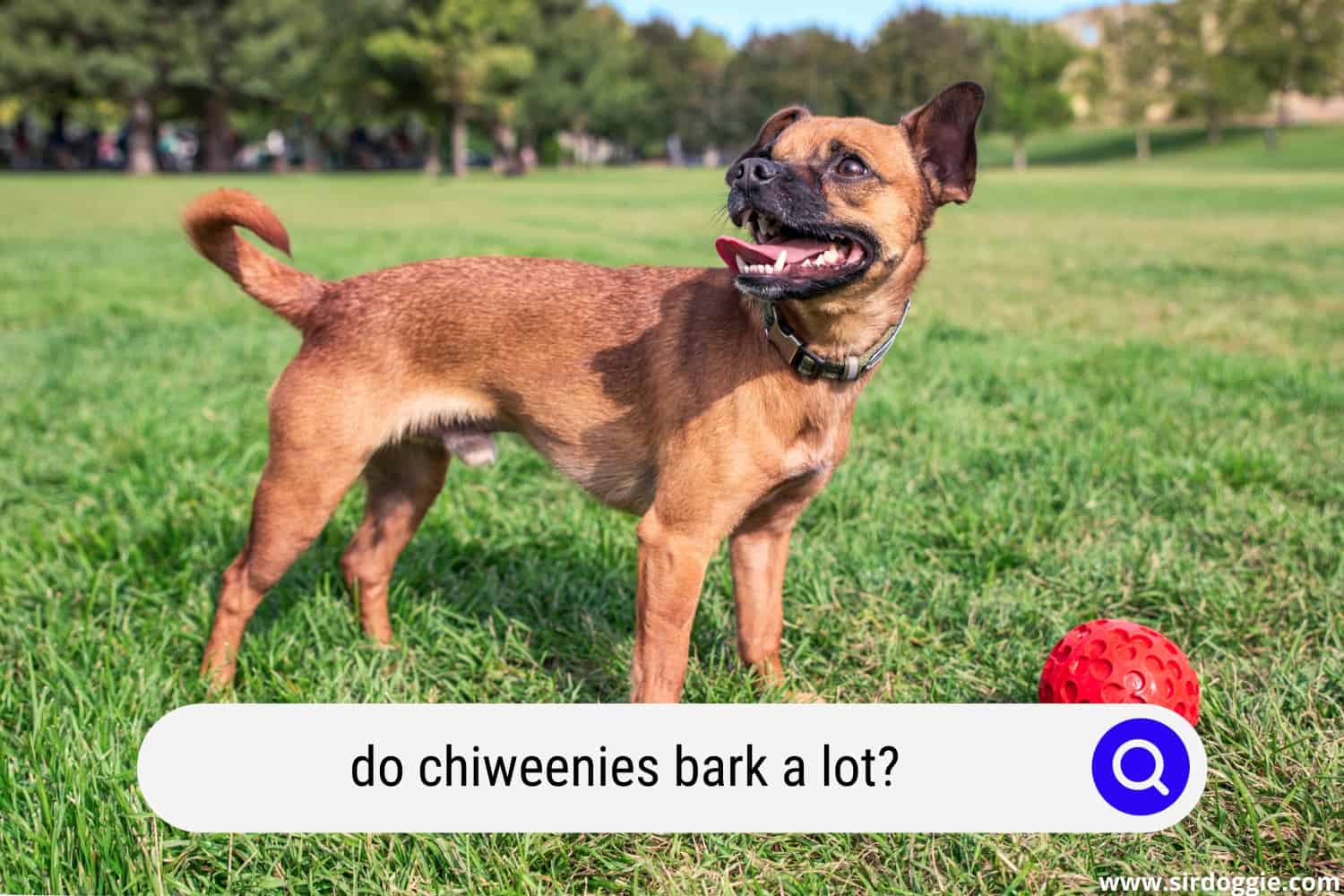 Do Chiweenies Bark a Lot? - SirDoggie.com