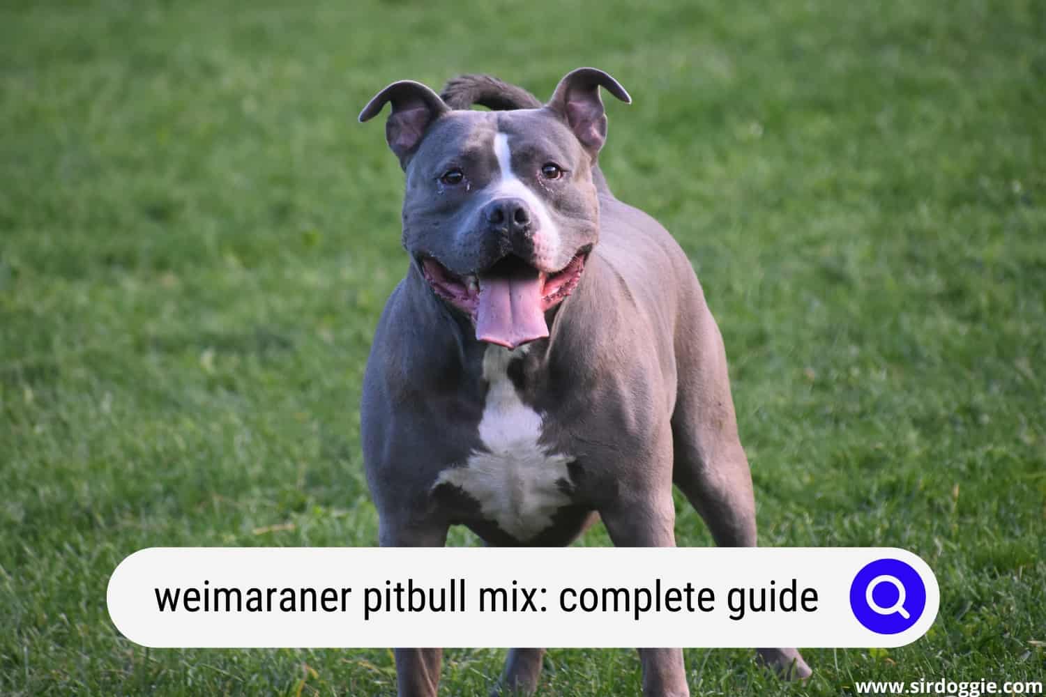 A Complete Guide To The Weimaraner Pitbull Mix - SirDoggie.com