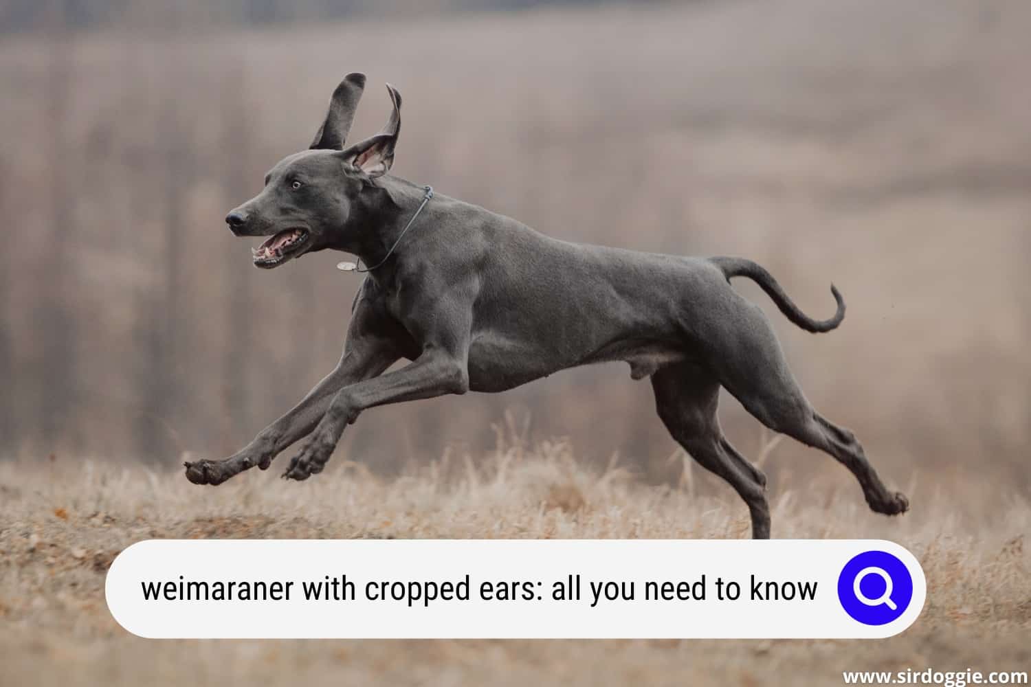 Weimaraner With Cropped Ears: All You Need to Know - SirDoggie.com