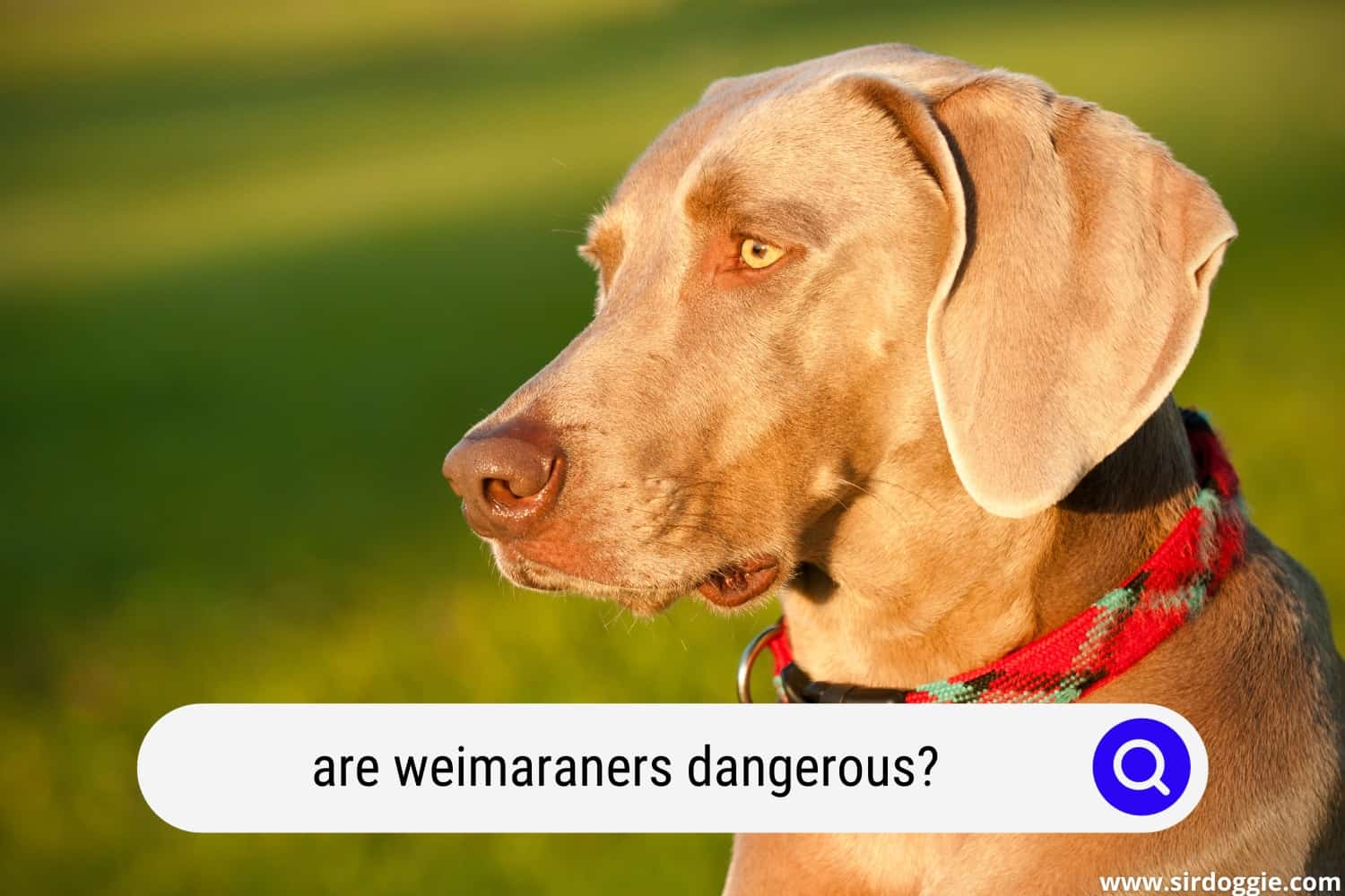 Are Weimaraners Dangerous? - SirDoggie.com
