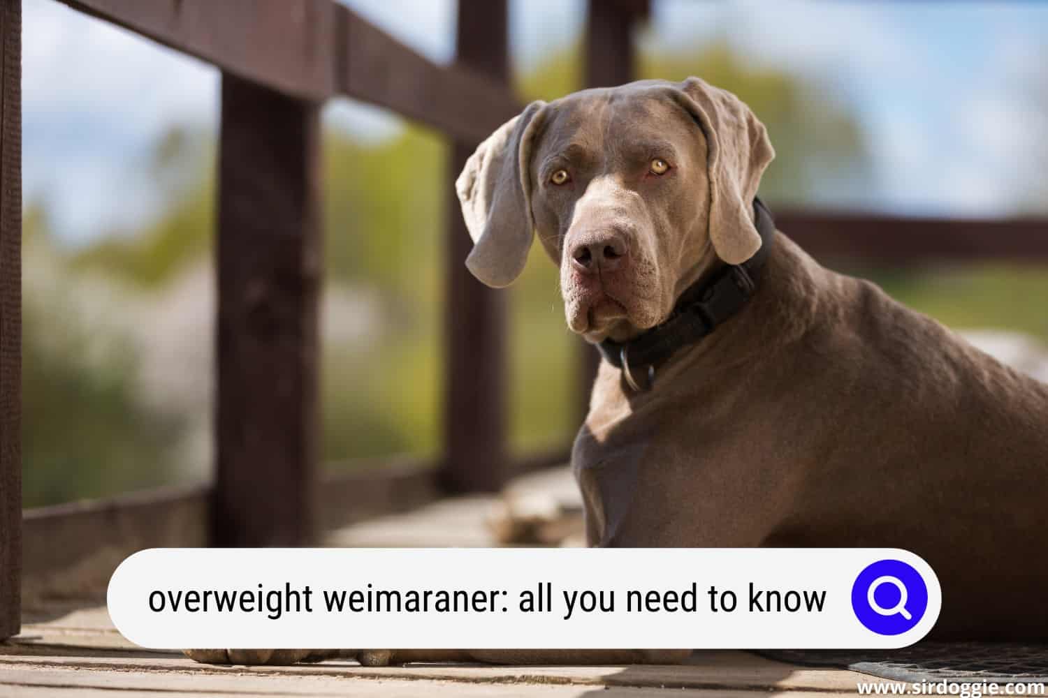 Overweight Weimaraner: All You Need To Know - SirDoggie.com