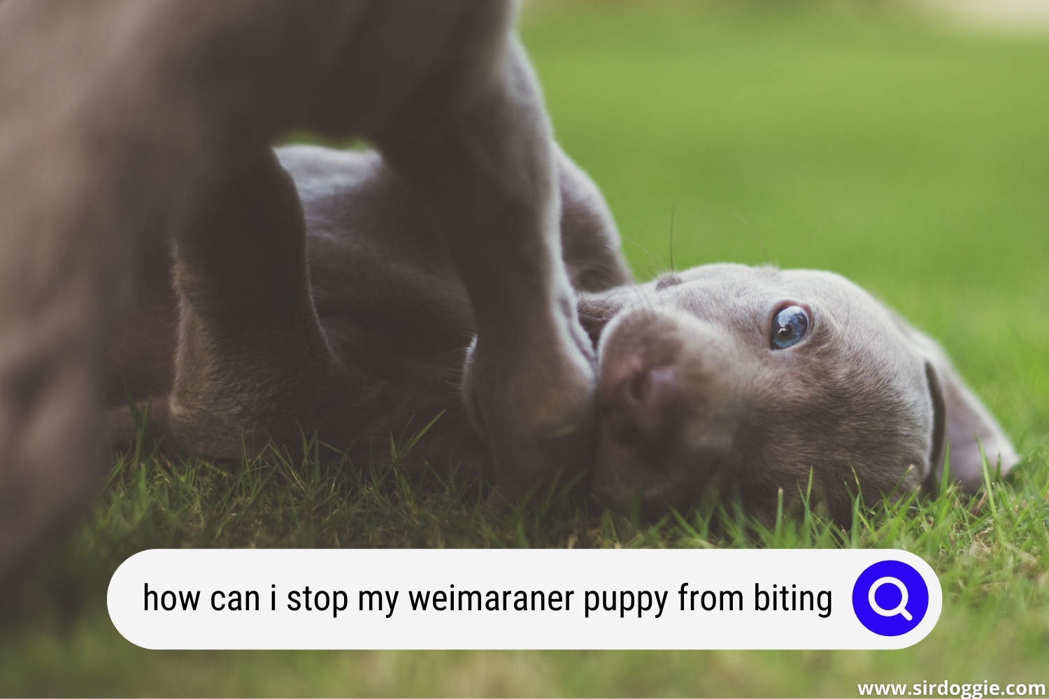 How Can I Stop My Weimaraner Puppy from Biting? - SirDoggie.com