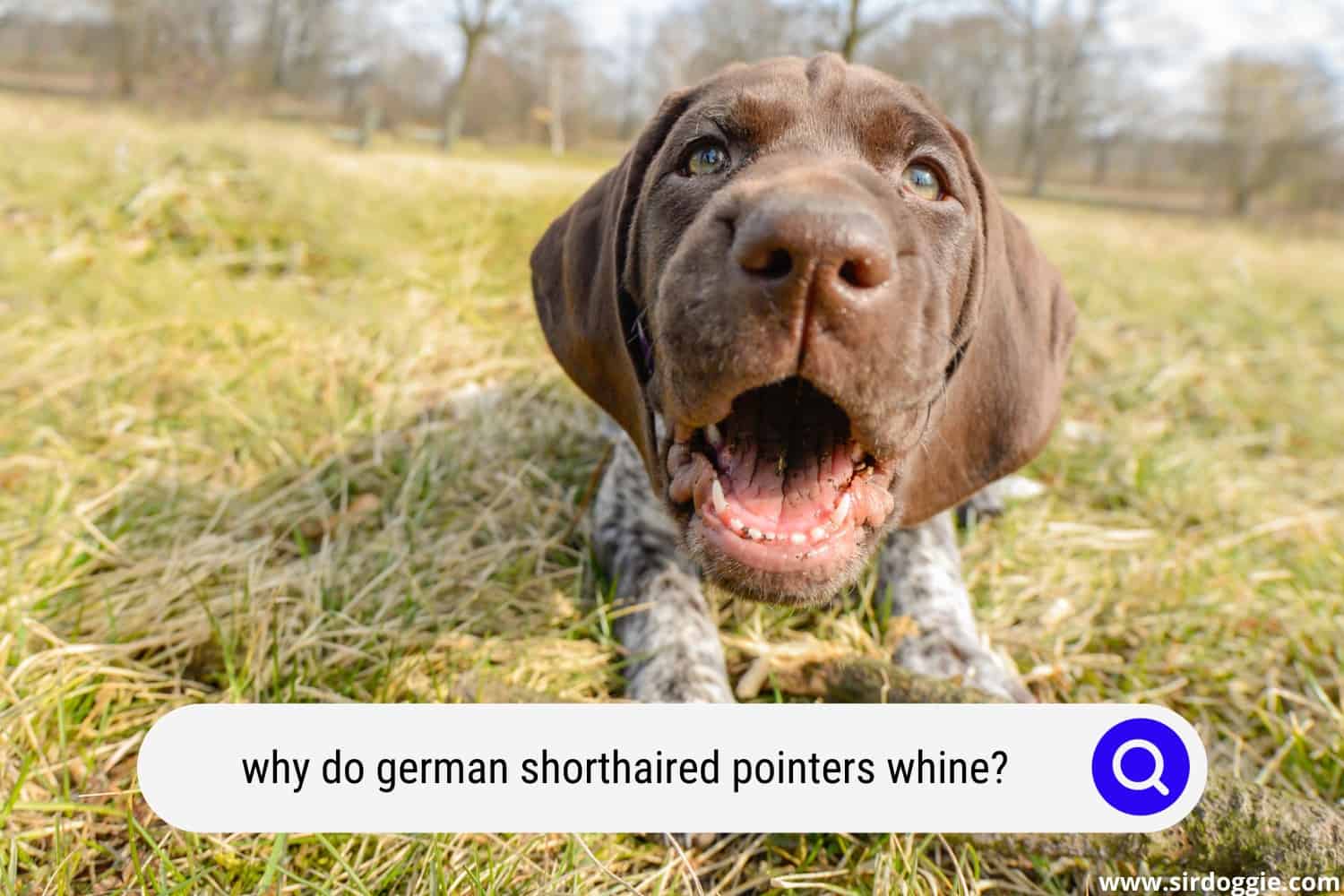 Why Do German Shepherds Whine - Gondor