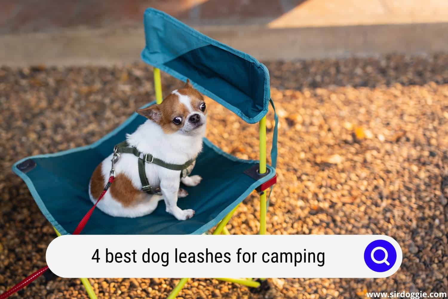 4 Best Dog Leashes for Camping for 2024 - SirDoggie.com