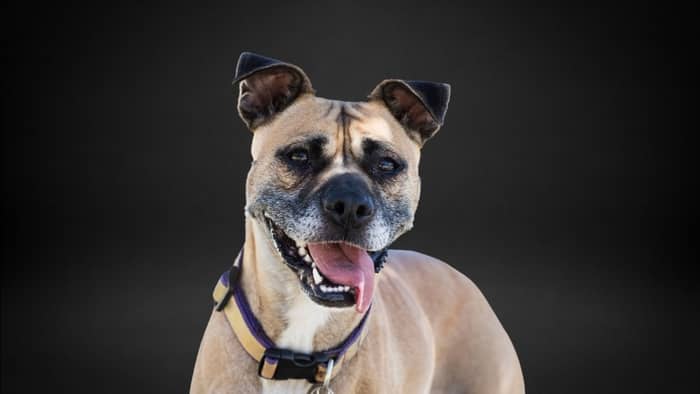 Boxer Mix With Pug Is A Great Family Dog - SirDoggie.com