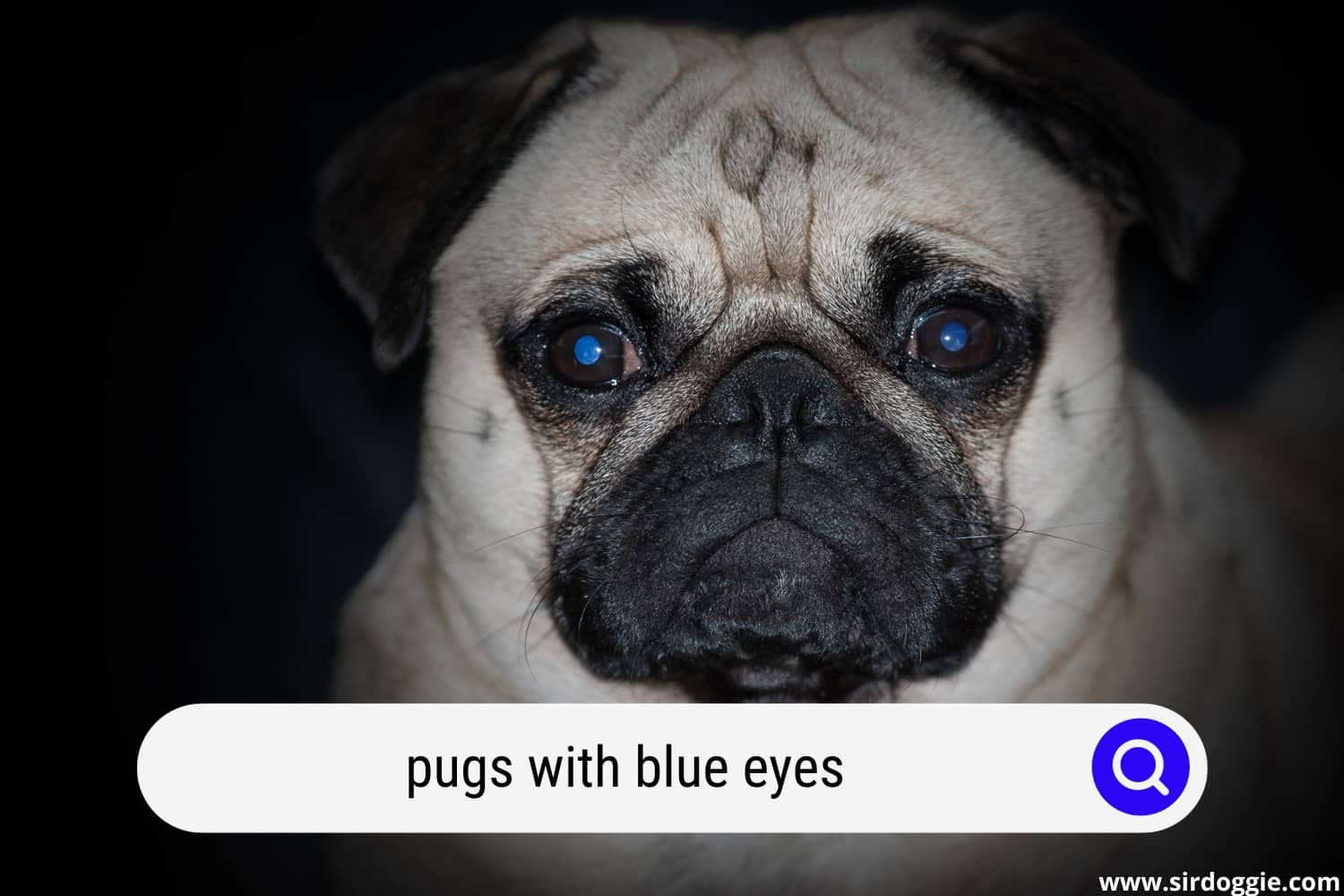 Pugs With Blue Eyes - Is It Normal? - SirDoggie.com