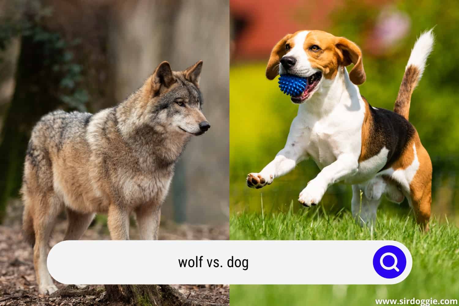 Wolf vs. Dog – (Size, Appearance, Behavior, Movement) - SirDoggie.com