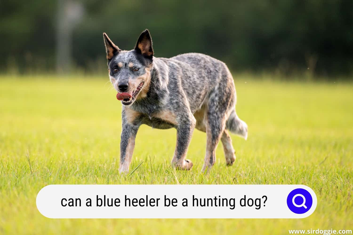 Can a Blue Heeler Be a Hunting Dog? - SirDoggie.com