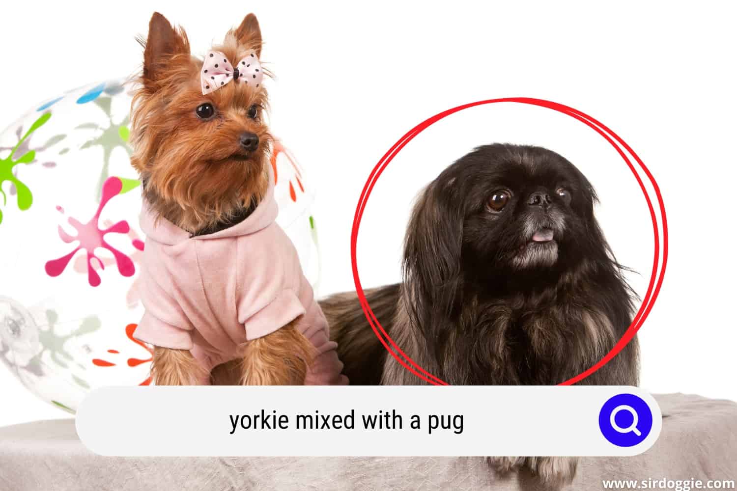 What Happens When You Mix A Yorkie With A Pug? - SirDoggie.com