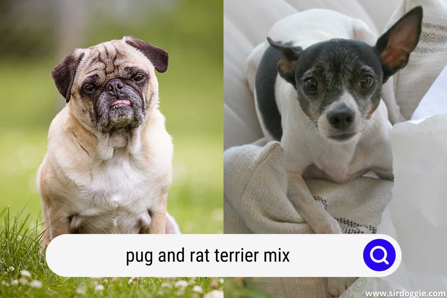 What Is A Pug And Rat Terrier Mix? - SirDoggie.com