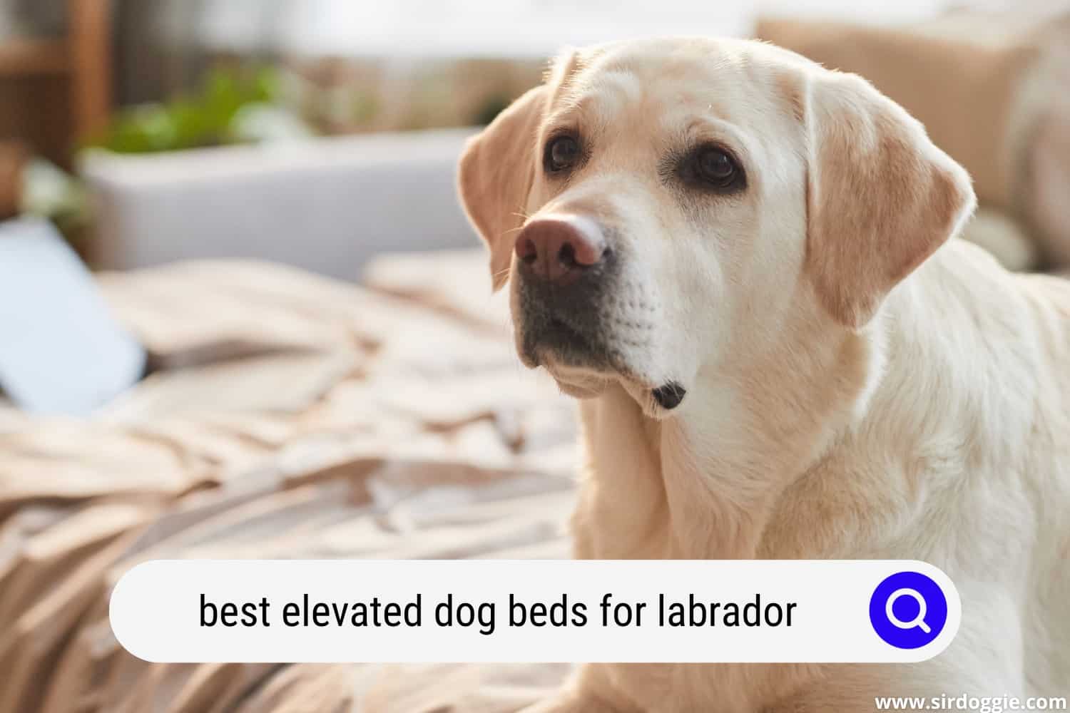 3 Best Elevated Dog Beds for Labrador for 2024 - SirDoggie.com