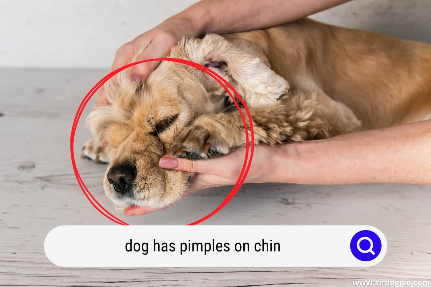 Why My Dog Has Pimples on Chin? – Causes and Medication - SirDoggie.com