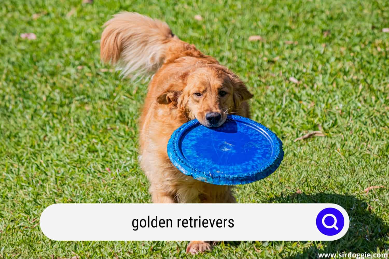 10 Best Dog Breeds for Frisbee (Read This First!) - SirDoggie.com