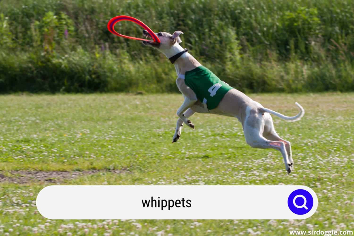 10 Best Dog Breeds for Frisbee (Read This First!) - SirDoggie.com