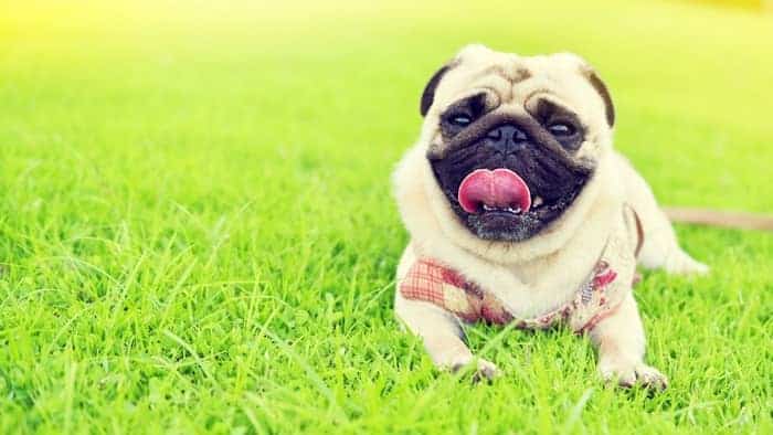 Do Pugs Sweat? A Pug’s Cooldown Process And The Consequences If It Can ...