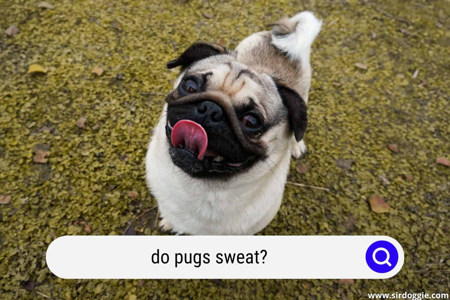 Do Pugs Sweat? A Pug’s Cooldown Process And The Consequences If It Can ...