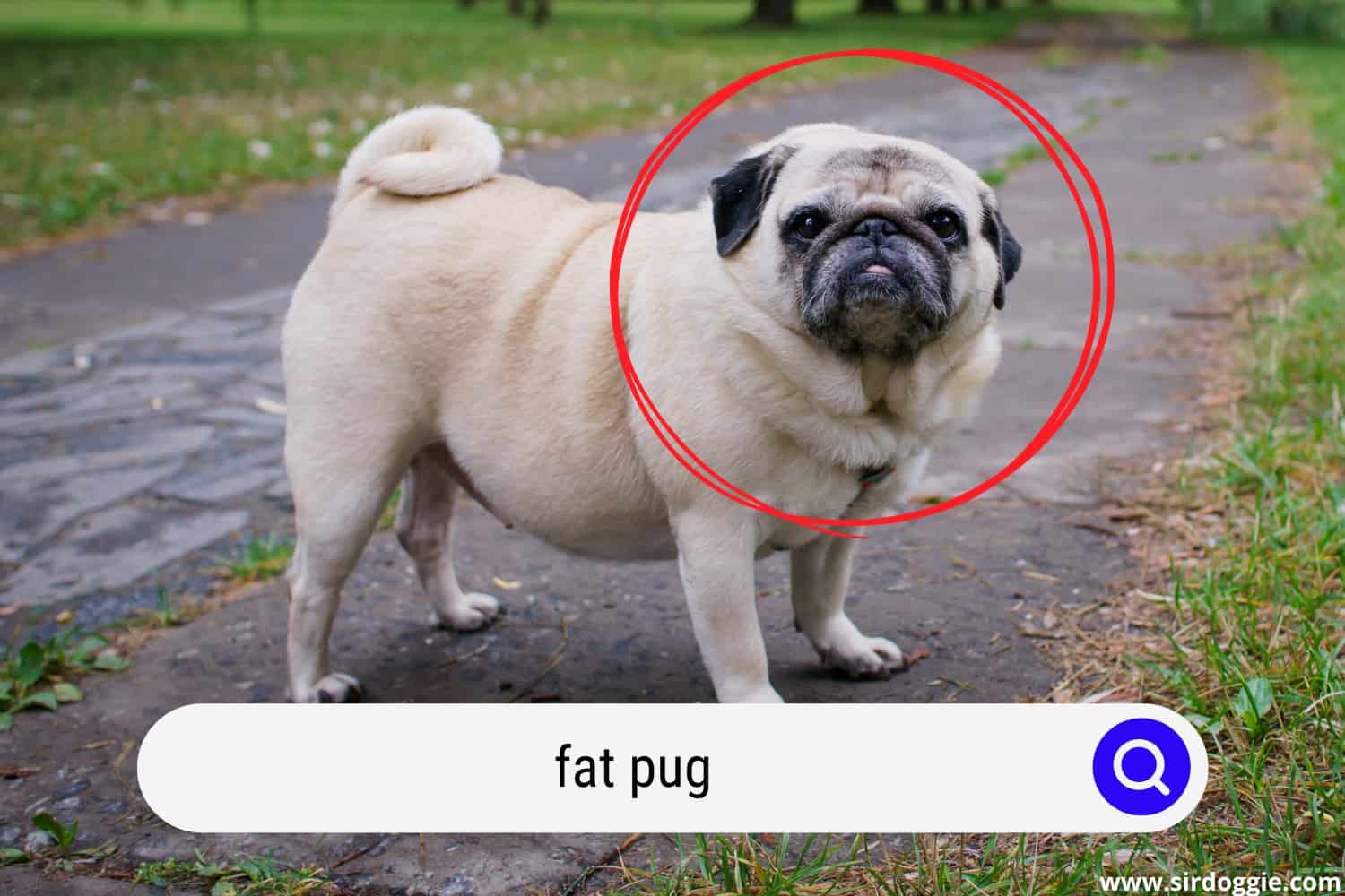 Why Are Pugs So Fat? - SirDoggie.com