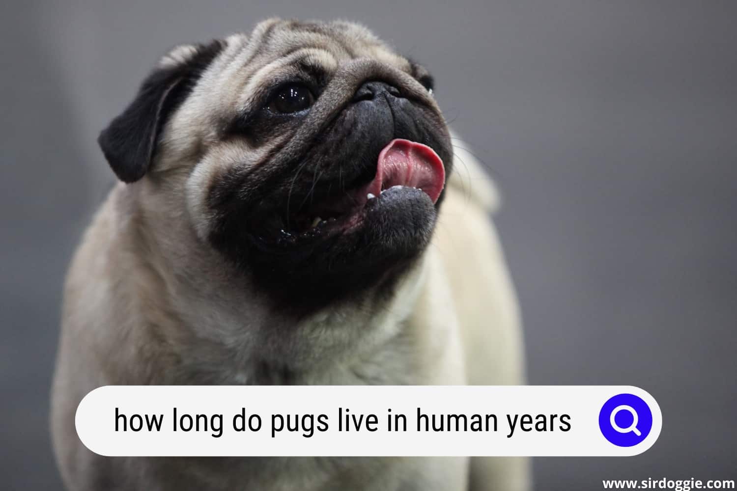 How Long Do Pugs Live In Human Years - SirDoggie.com