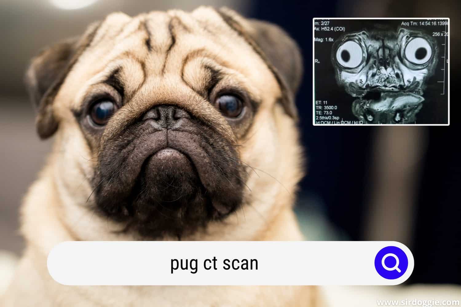 Pug CT Scan: What It Is and 5 Common Reasons Why a Dog Needs One