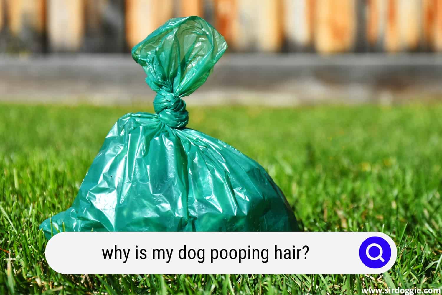 Why Is My Dog Pooping Hair? [ANSWERED] - SirDoggie.com