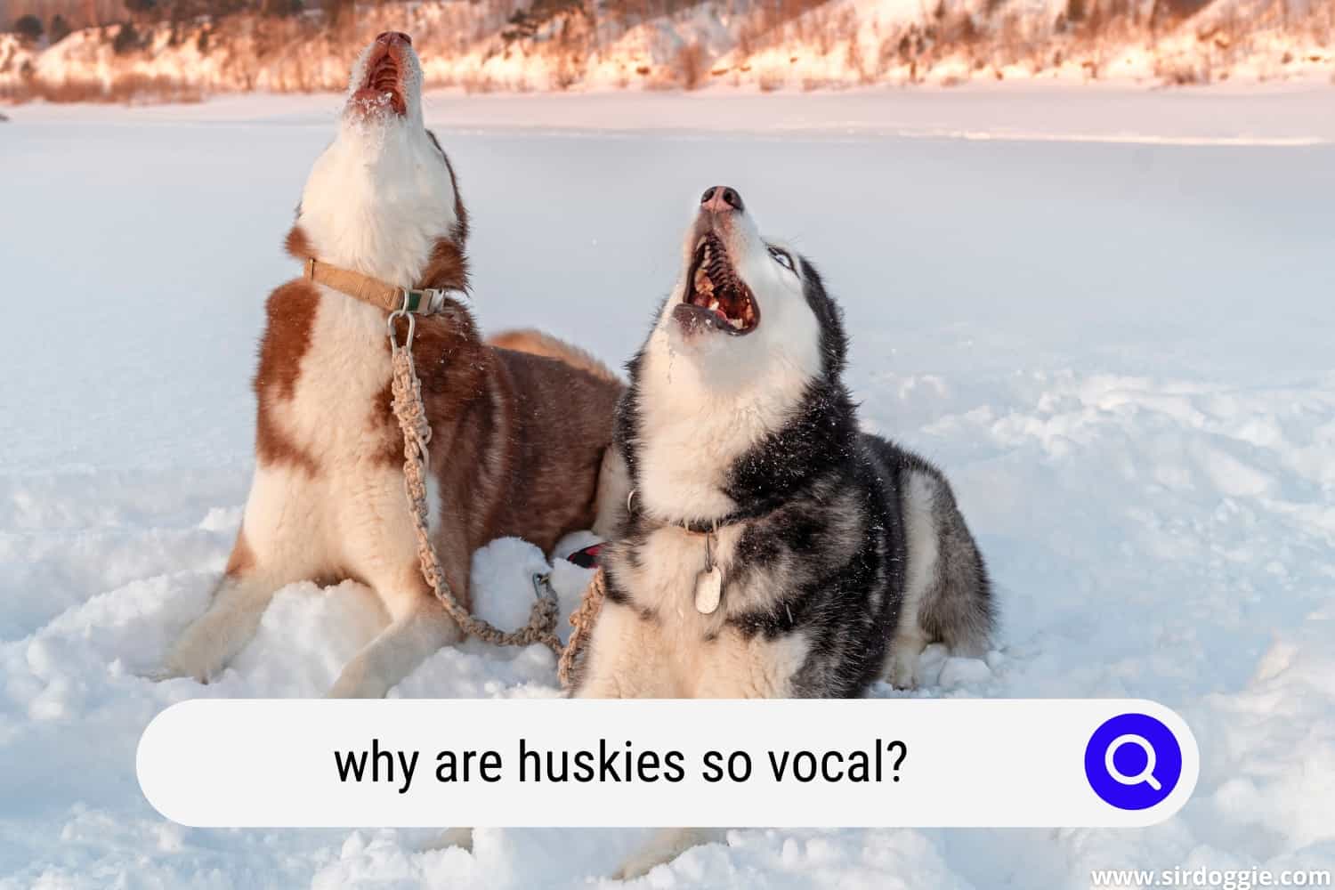 11 Reasons Why Are Huskies So Vocal - SirDoggie.com