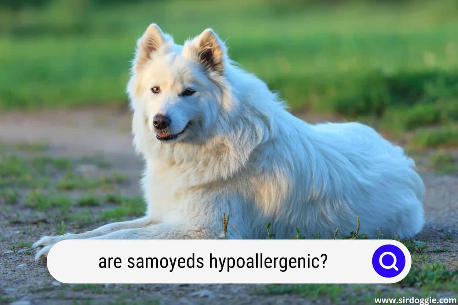 Are Samoyeds Hypoallergenic? - SirDoggie.com