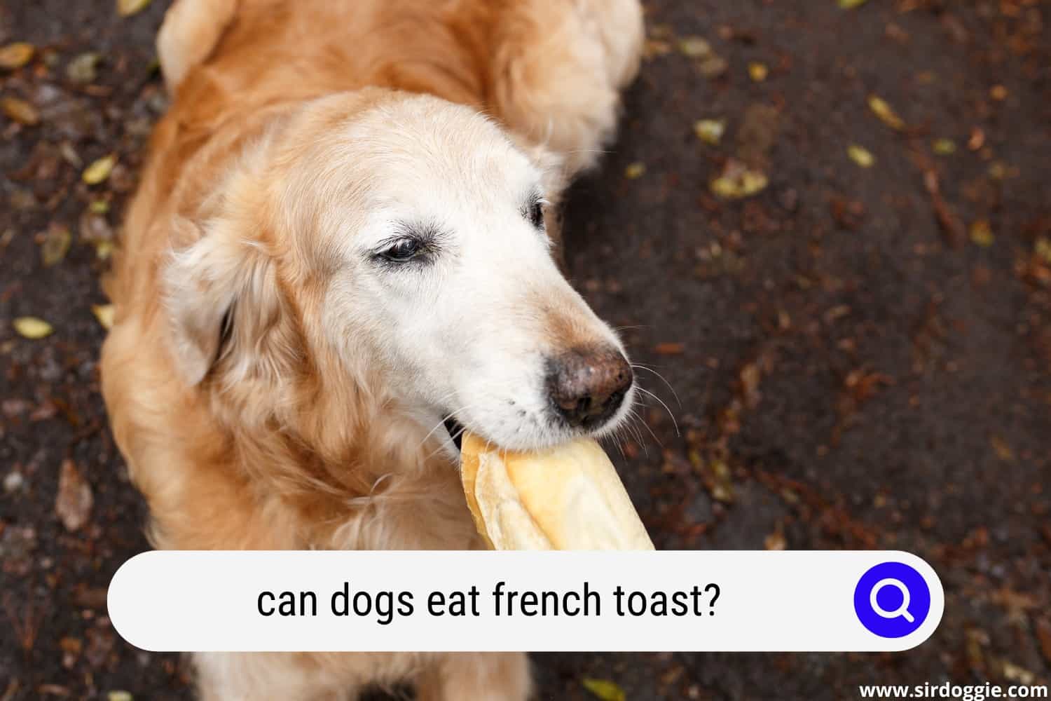 Can Dogs Eat French Toast? - SirDoggie.com