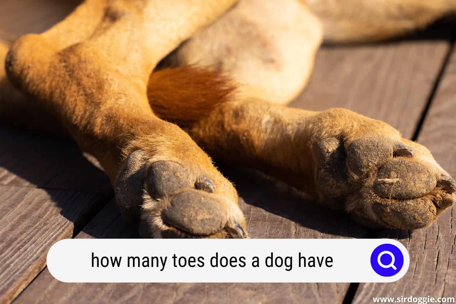 How Many Toes Does a Dog Have? [ANSWERED] - SirDoggie.com