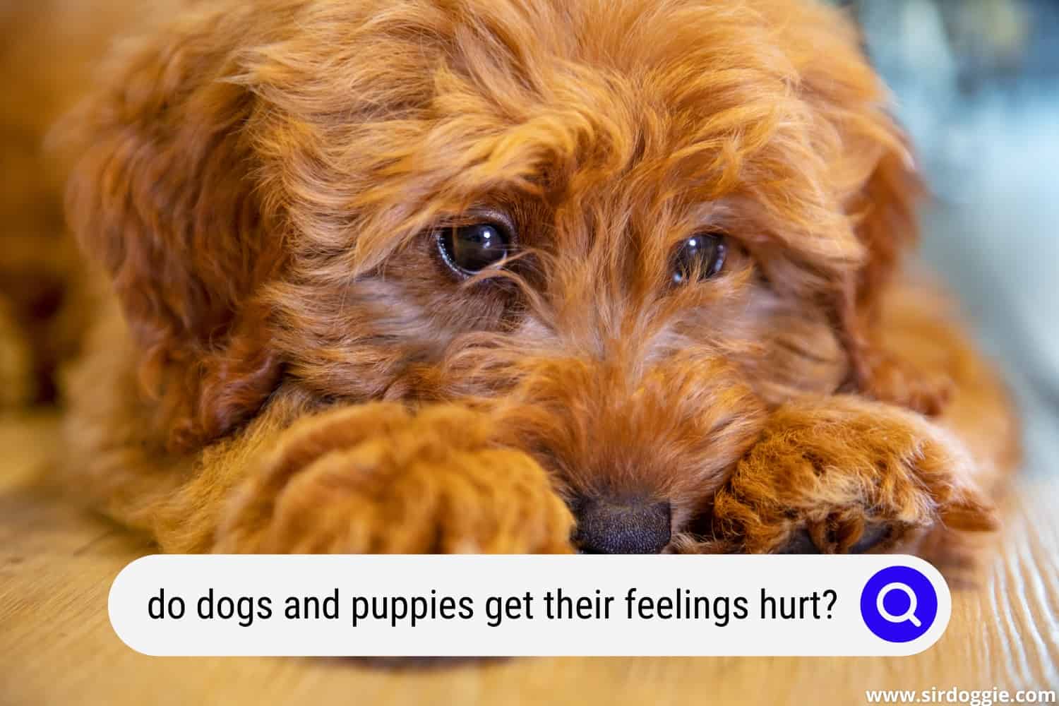 Do Dogs & Puppies Get Their Feelings Hurt? - SirDoggie.com
