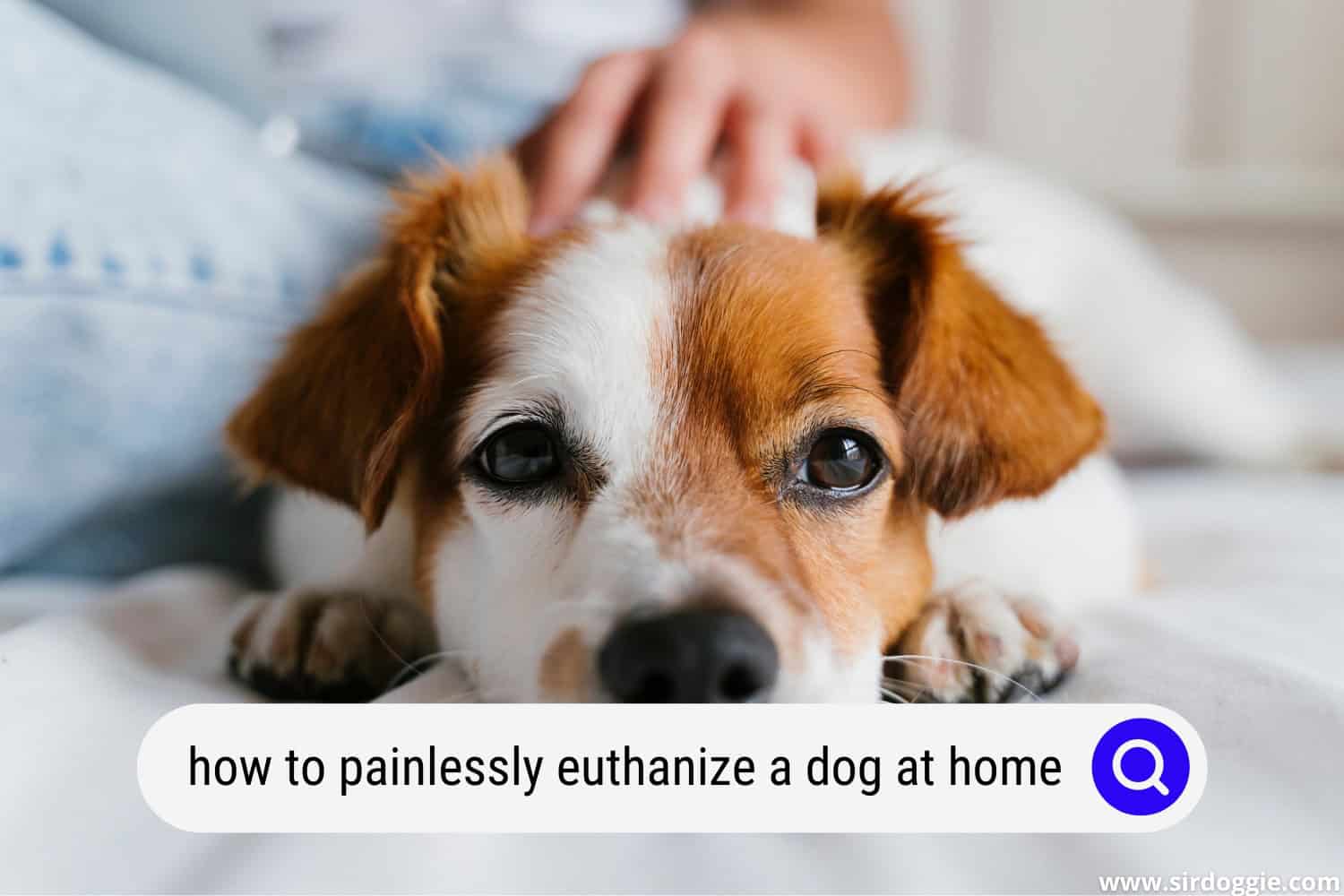 How To Painlessly Euthanize A Dog At Home - SirDoggie.com