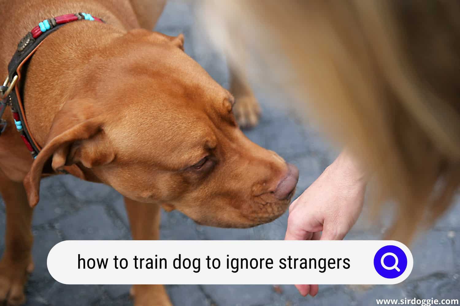 How To Train Dog To Ignore Strangers (6 Effective Methods) - SirDoggie.com