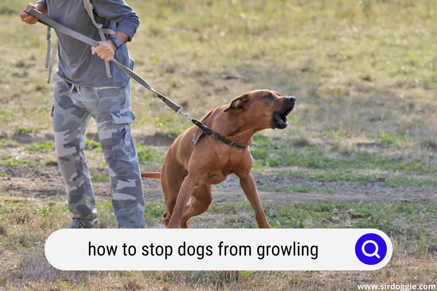 How To Stop Dogs From Growling? [8 Reasons & Effective Solutions ...