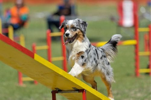 Australian Shepherd and Bernese Mountain Dog Mix A Complete Guide ...