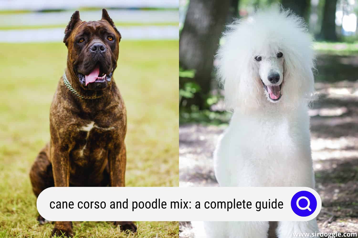 Cane Corso and Poodle Mix: A Complete Guide - SirDoggie.com