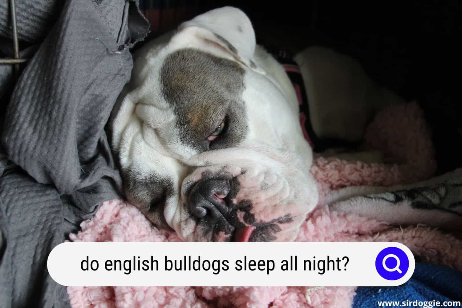 Do English Bulldogs Sleep All Night? [Why They're Great Sleepers ...