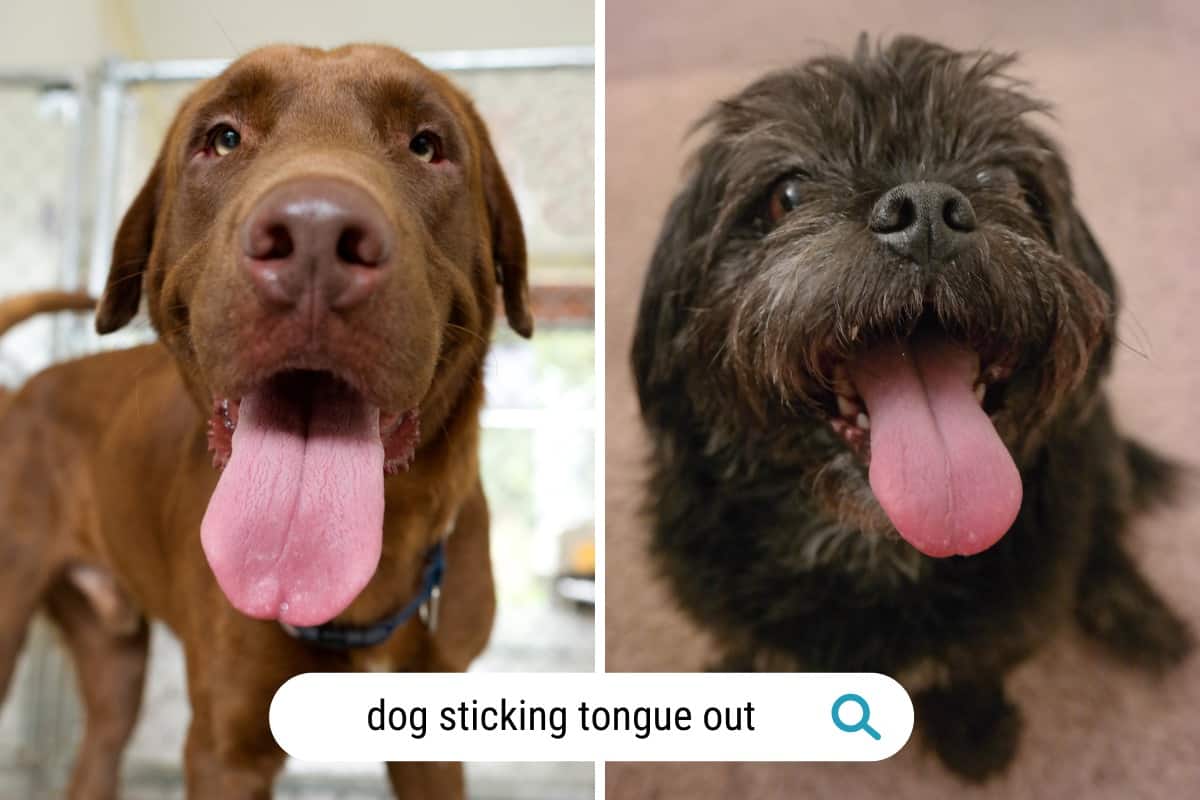Why Is My Dog's Tongue White? Exploring the Causes & Solutions ...