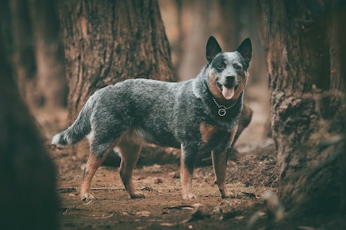 Can a Blue Heeler Be a Hunting Dog? - SirDoggie.com